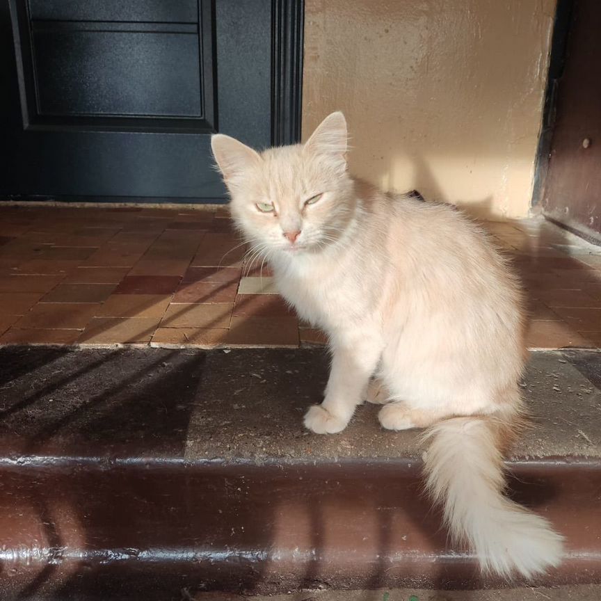 Кошка бесплатно