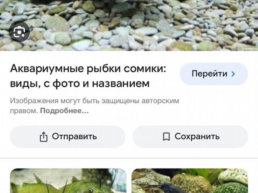 Сомики