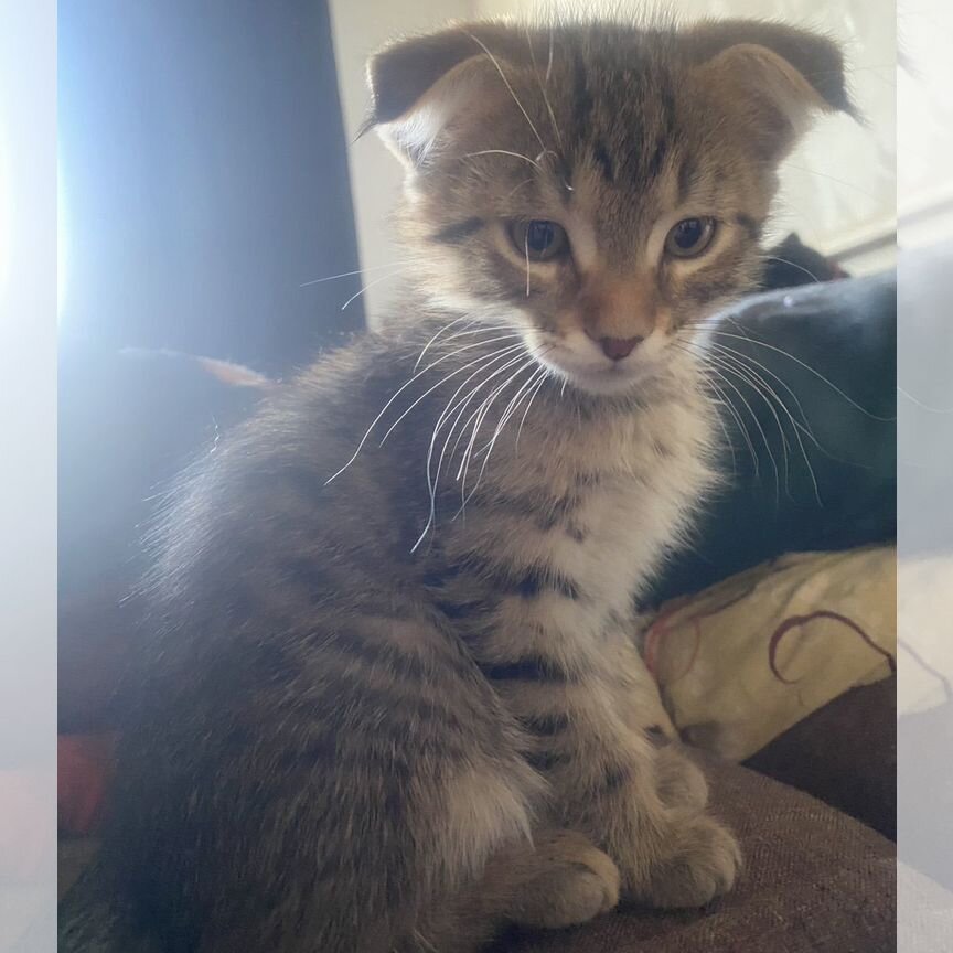 Шотландский вислоухий короткошёрстный котёнок