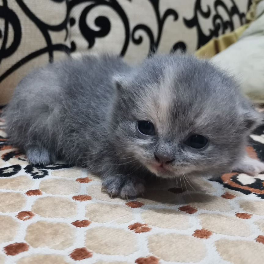 Шотландский вислоухий длинношёрстный котёнок