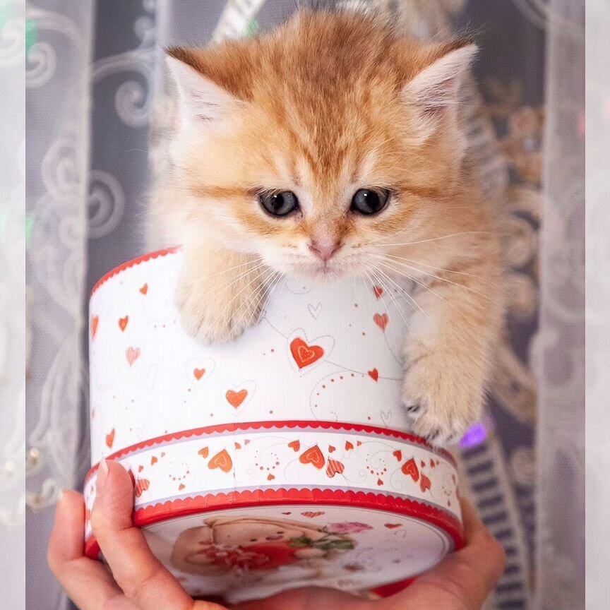 Британский короткошёрстный котёнок