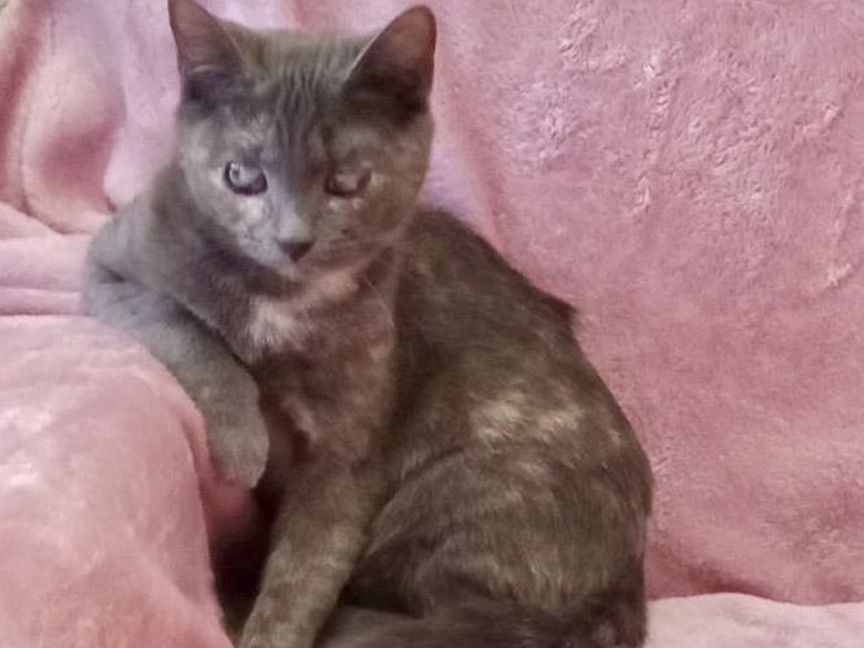 Особенная котомалышка ждет маму