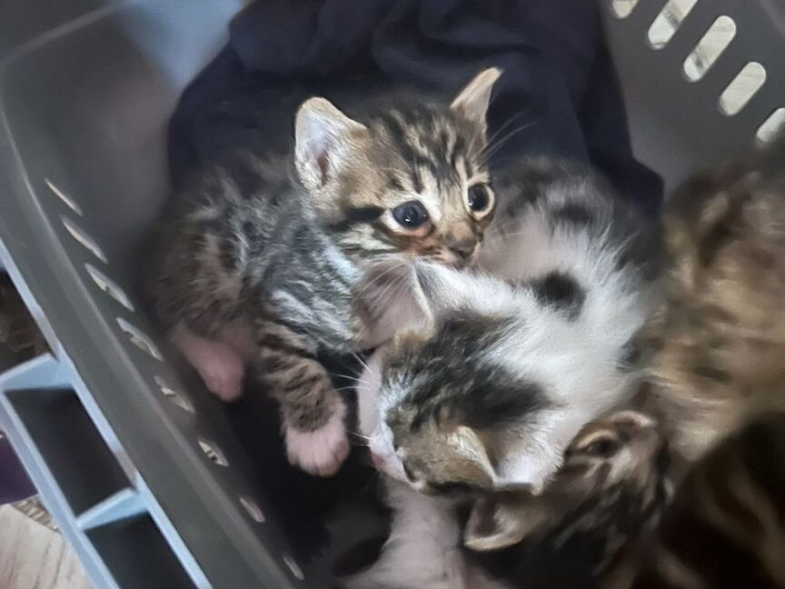 Котята в добрые руки