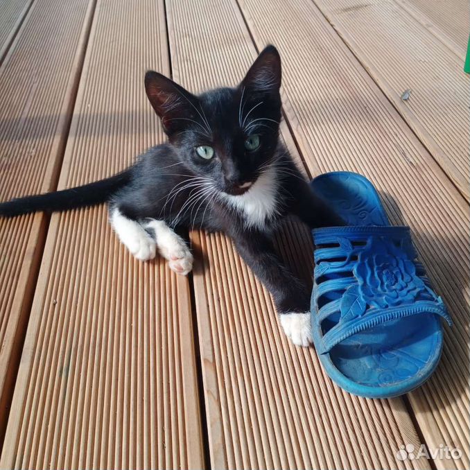 Котенок Сметана в добрые руки