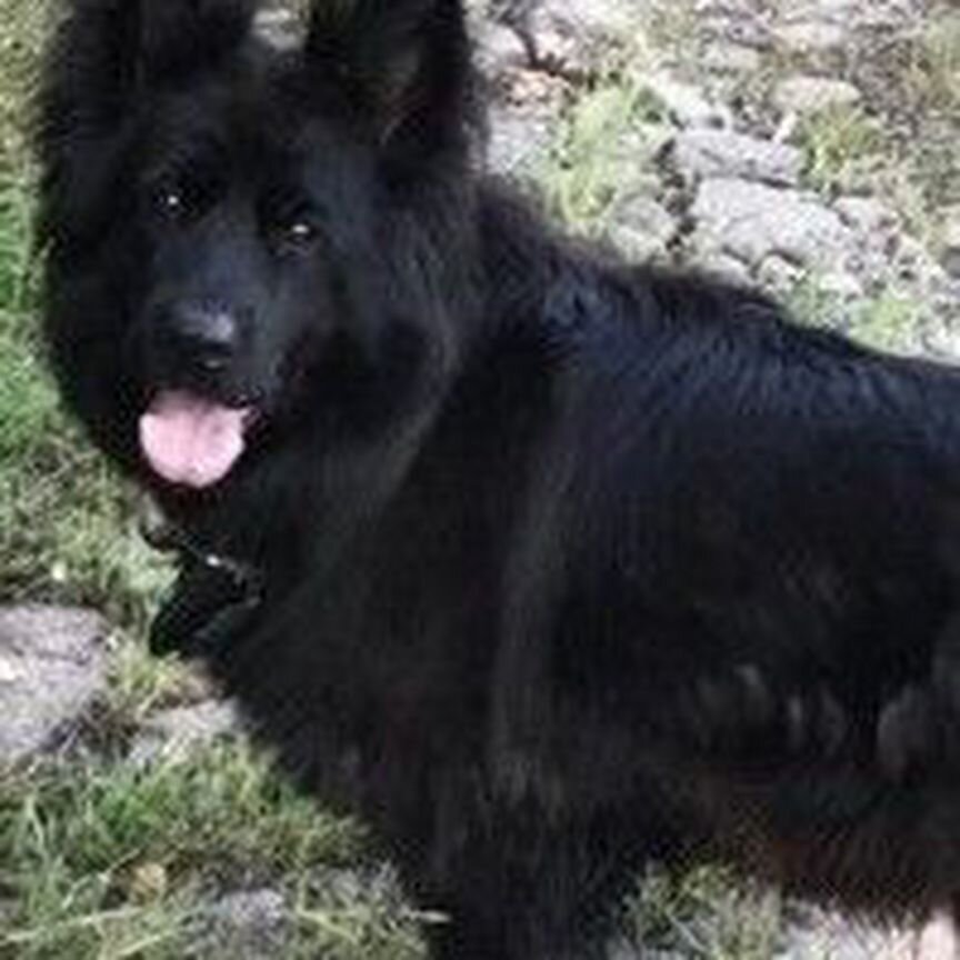 Черная немецкая овчарка