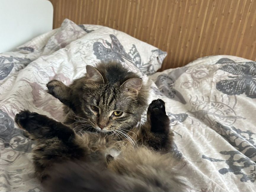 Кот Федя