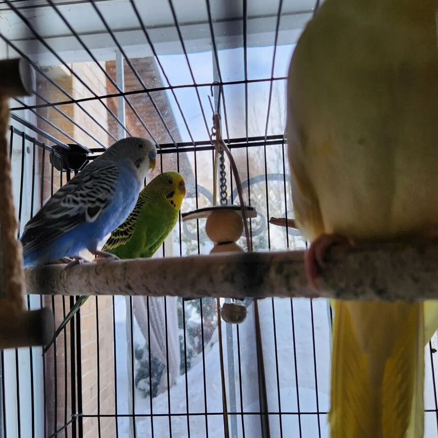 Волнистые попугаи пара клетка в подарок