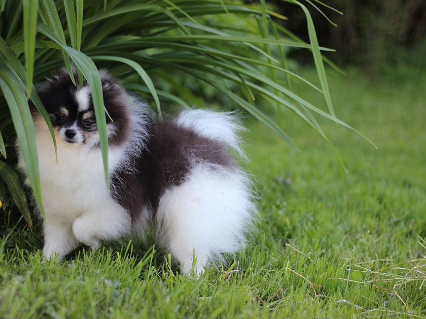 Шпиц триколор