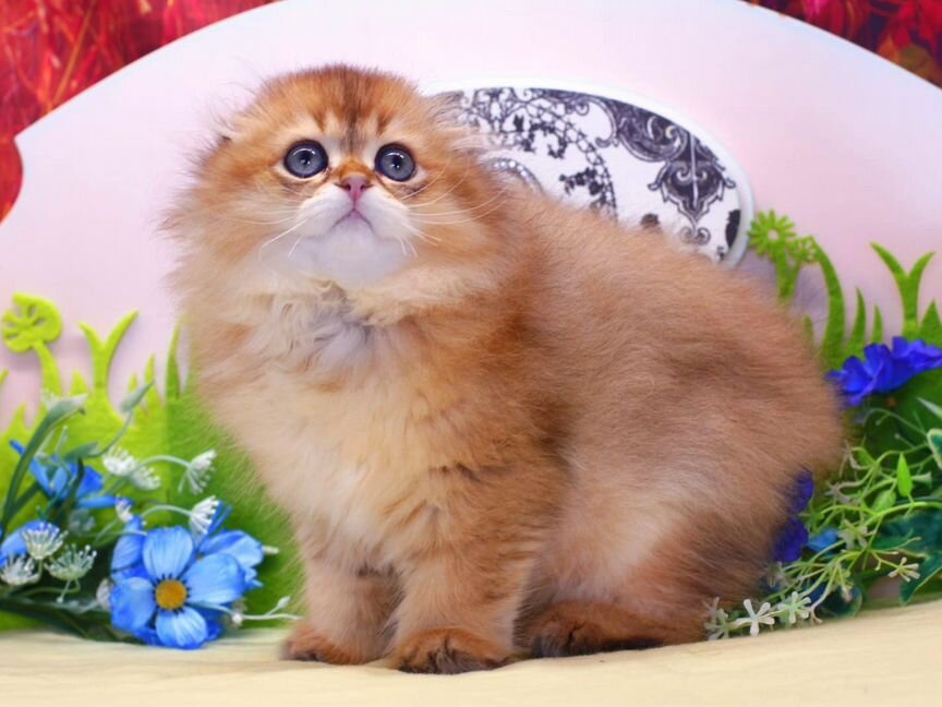 Шотландские котята. Вислоухие котята.С документами