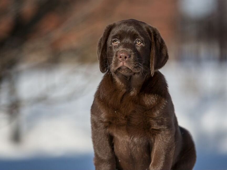 Лабрадор. Шоколадные девочки