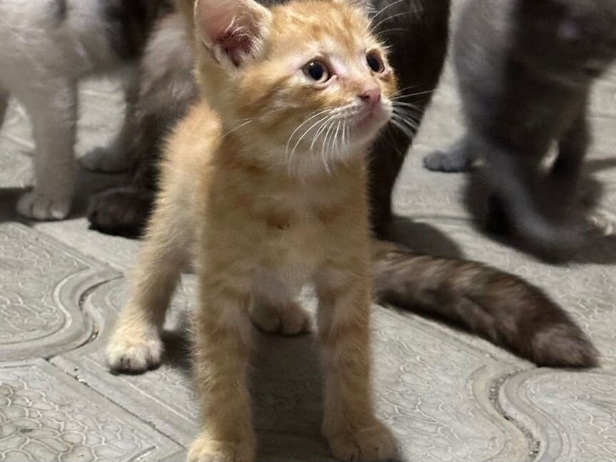 Котята в добрые руки