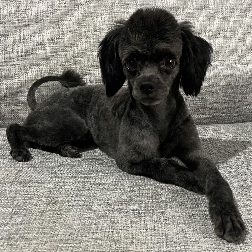 Карликовый пудель, вязка