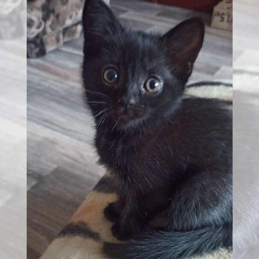 Британские котята