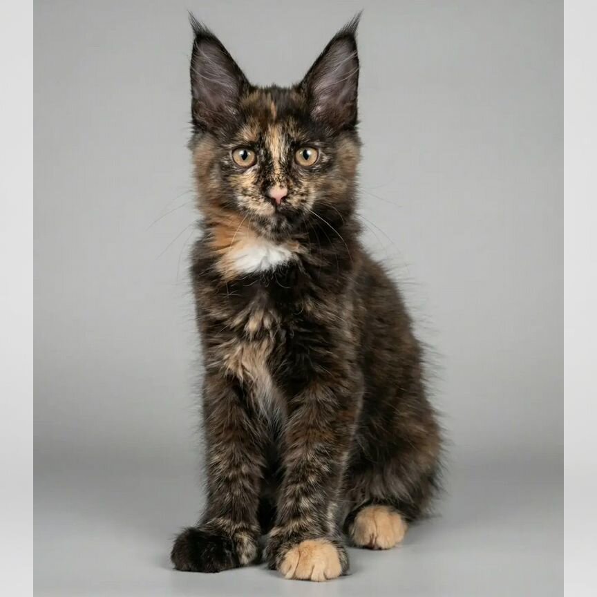 Мейн-кун котёнок