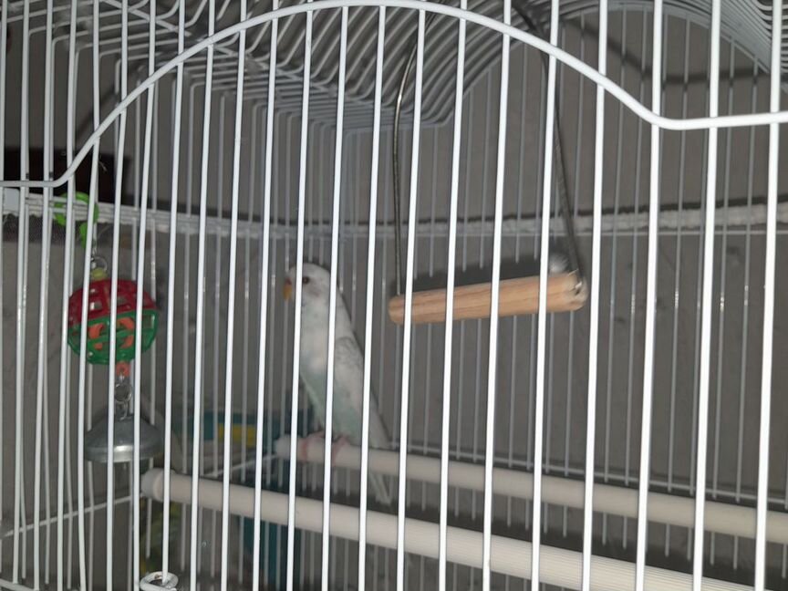 Попугай с клеткой