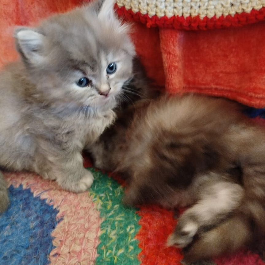 Котята в добрые руки 1 месяц