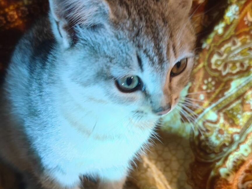 Котенок Котёночек