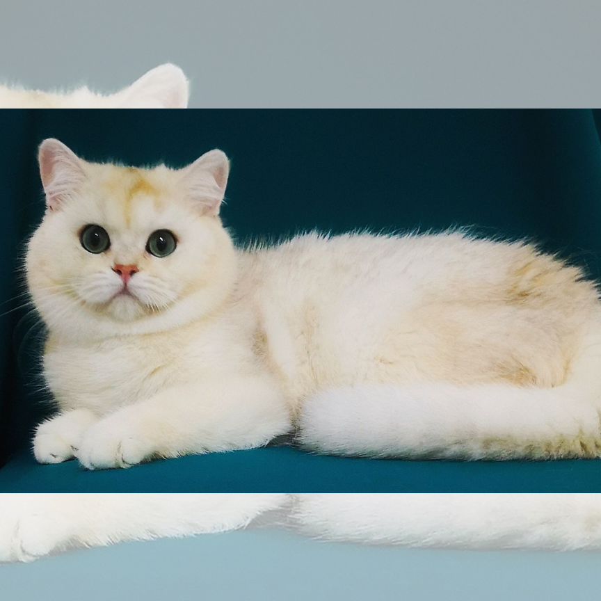 Британский котенок