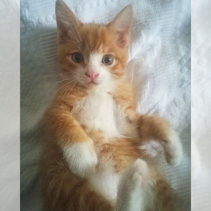 Рыжие котятки-мальчики