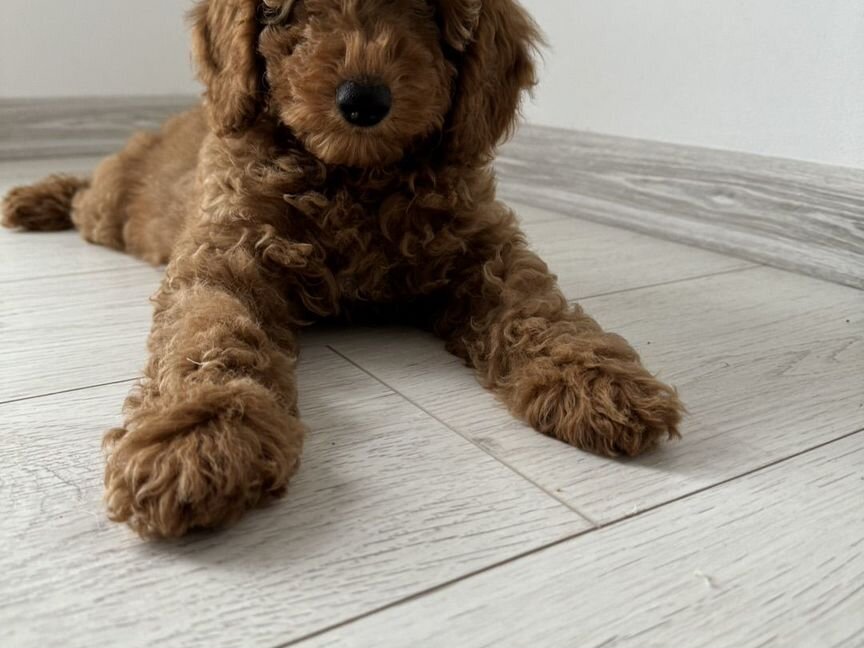 Миниатюрный пудель лабрадудль