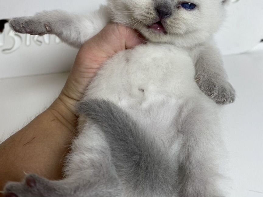 Британские котята