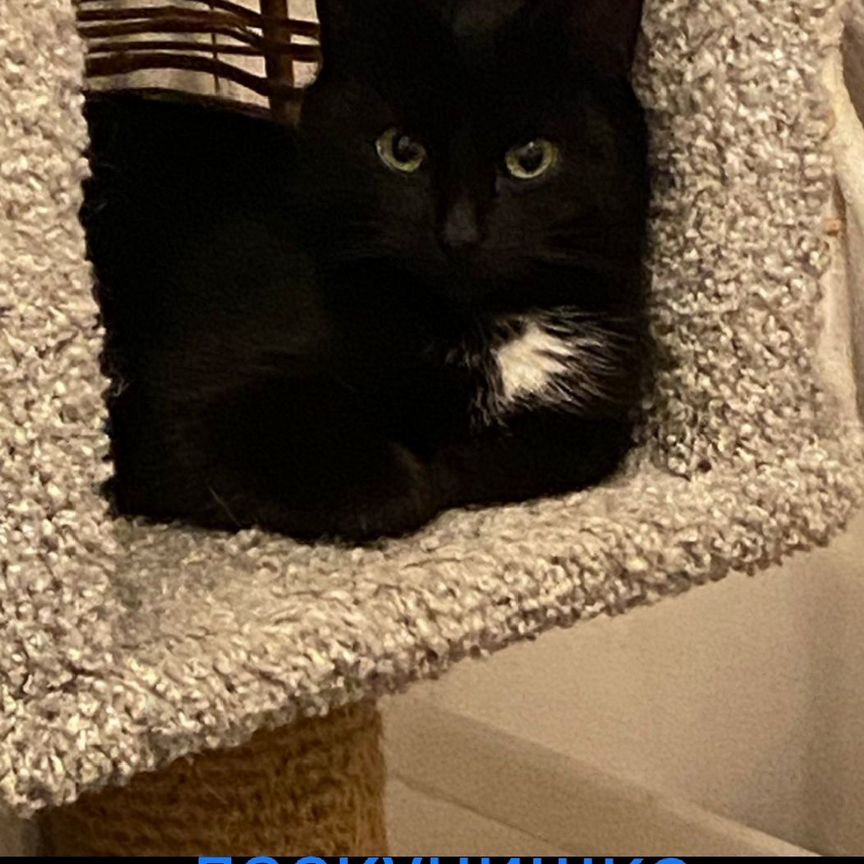 Котёнок в добрые руки