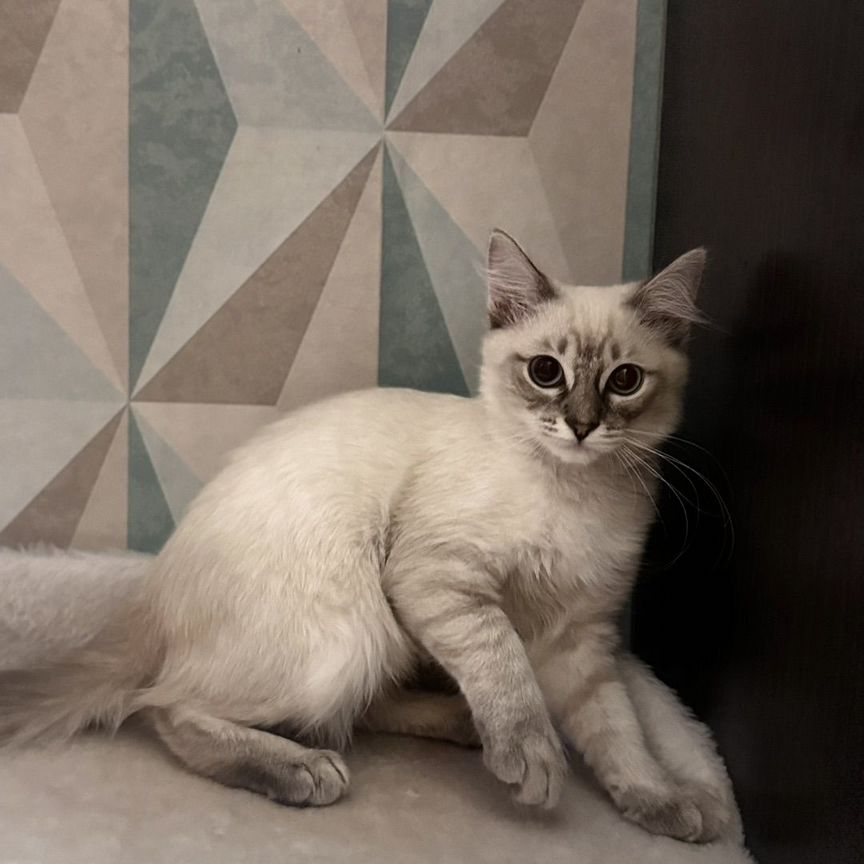 Тайская кошка