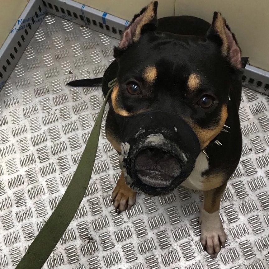 Стаффордширский терьер бесплатно