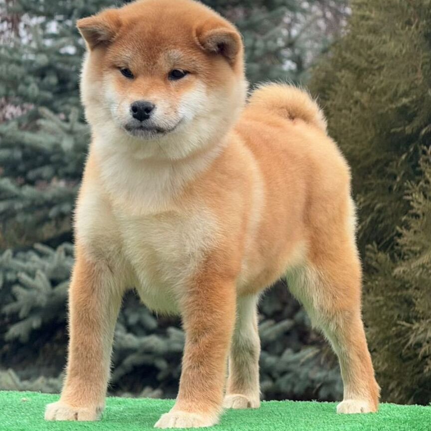 Шикарная девочка Сиба ину
