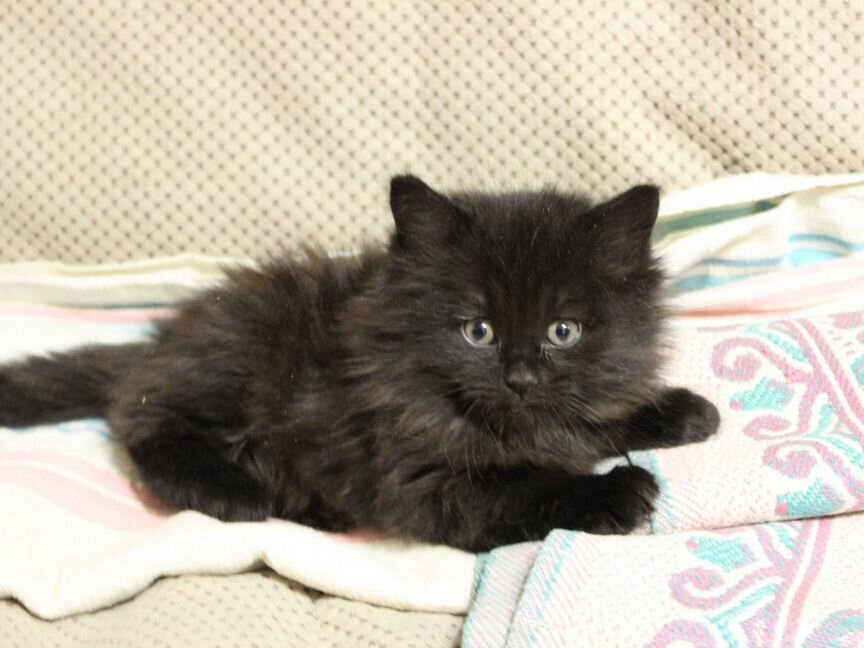 Котята