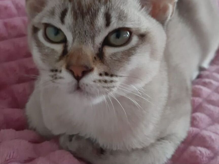 Котята бурмилла(бронь)
