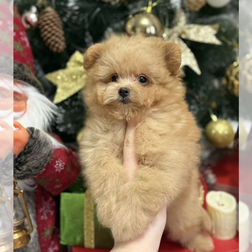 Щенки помапу