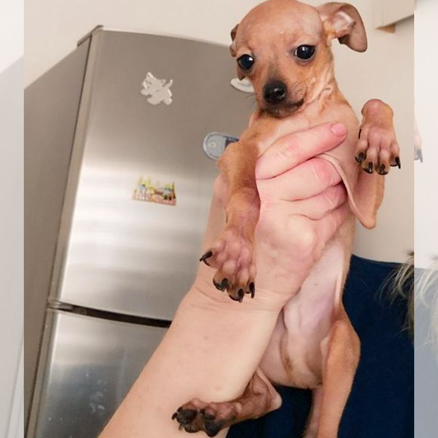 Той-терьер щенки