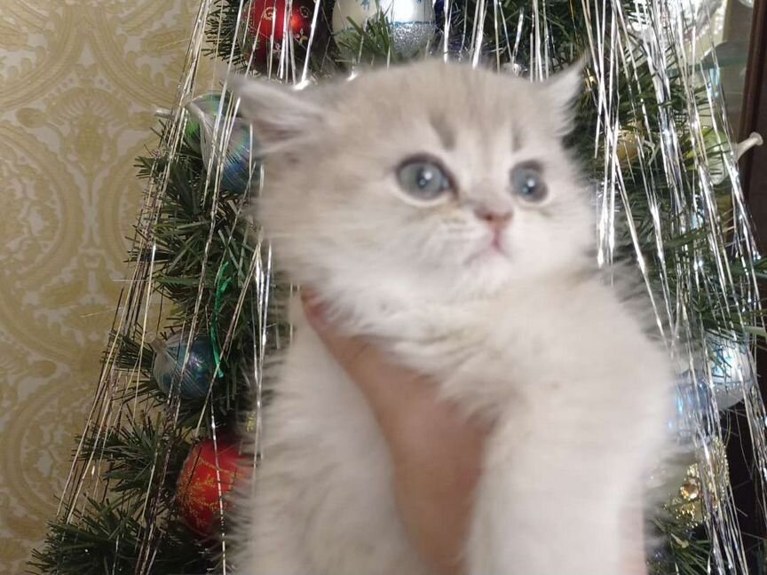 Кот Bri ay11