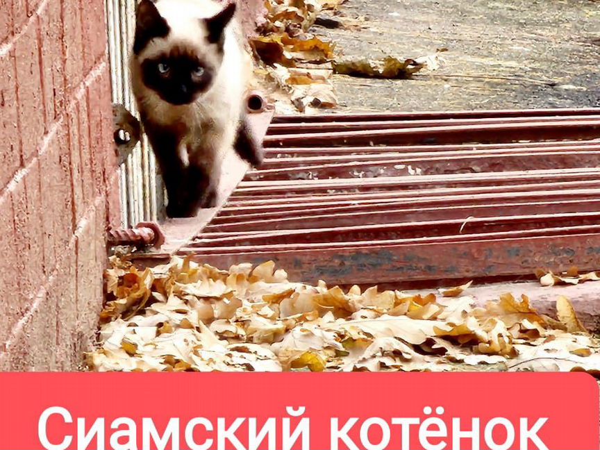 Сиамский котенок пропадает на улице