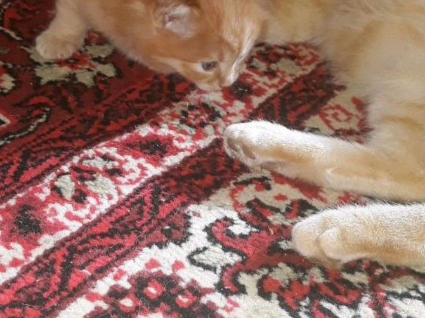 Ищу рыжего котёнка от свой любимой кошки отдавал