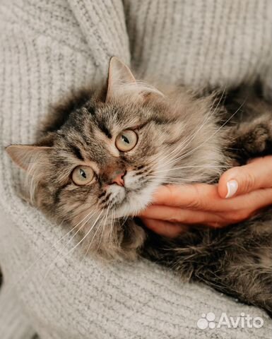 Пушистая кошечка Дульсинея в добрые руки