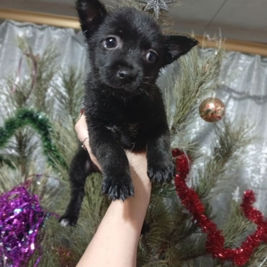 Щенок в добрые руки