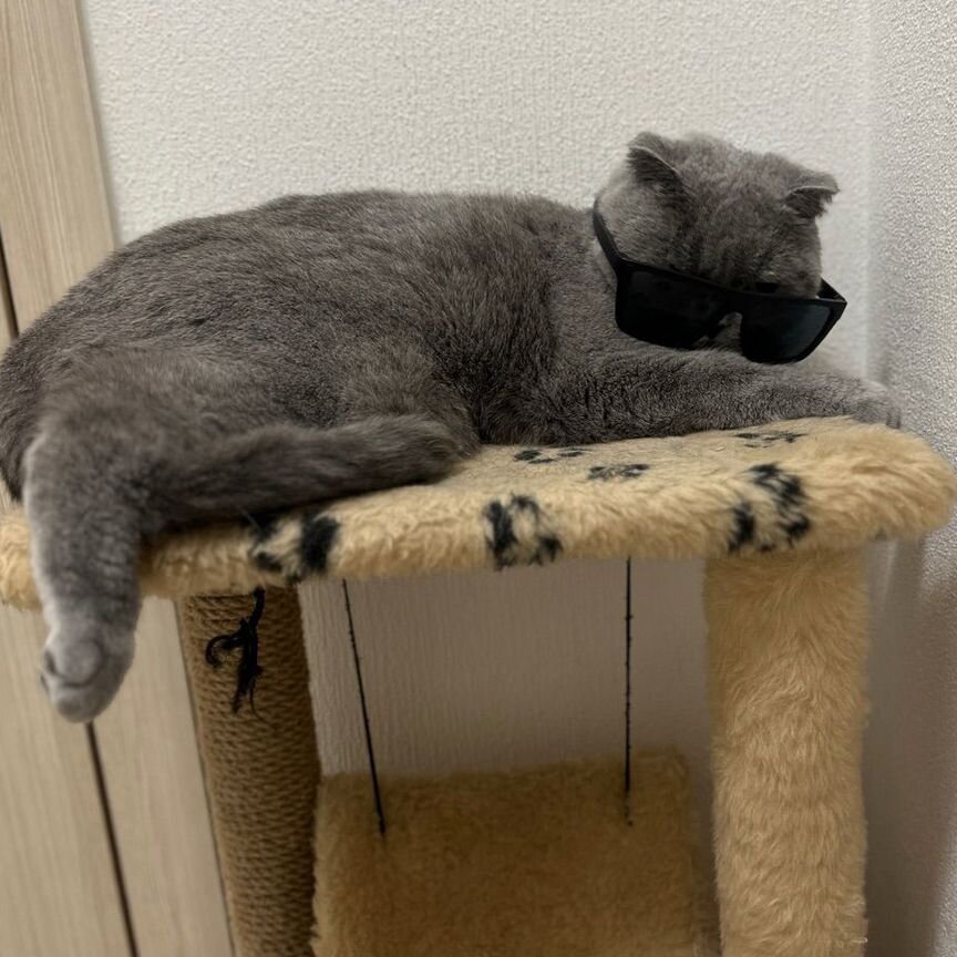 Шотландская вислоухая длинношёрстная, взрослая кошка