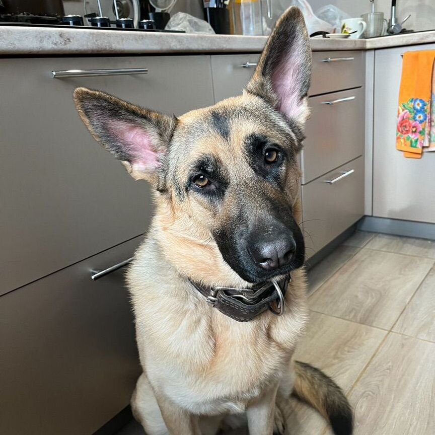 Щенки немецкой овчарки