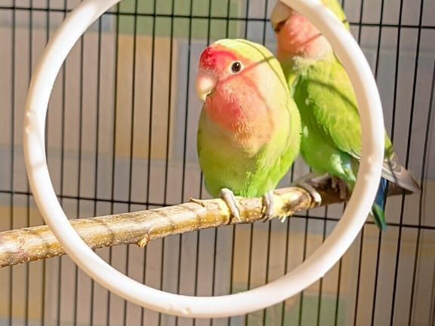 Попугай неразлучники с клеткой