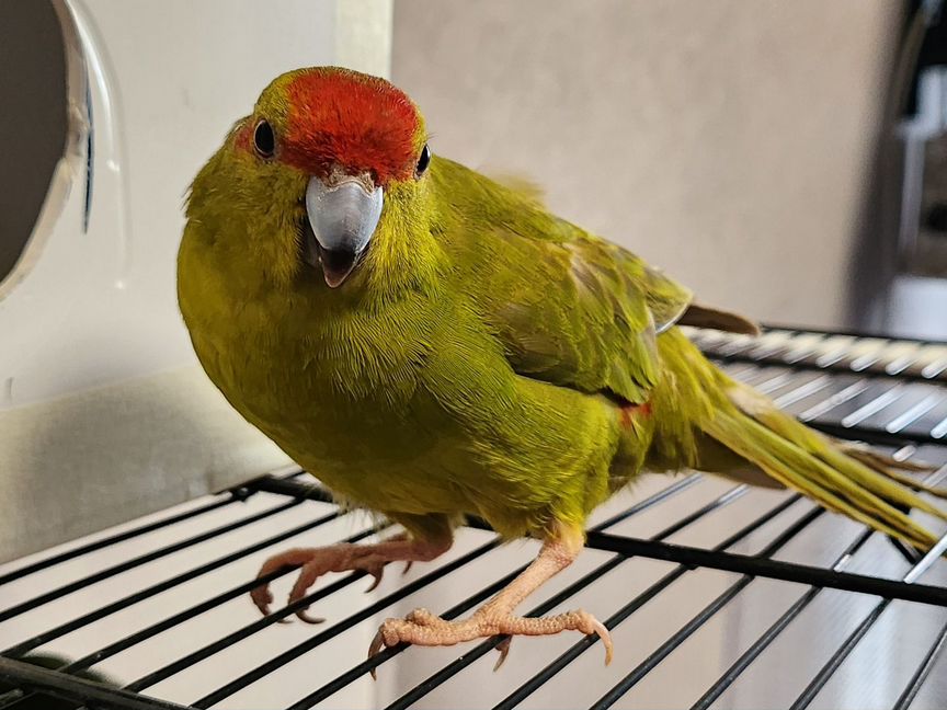 Попугай какарик самка