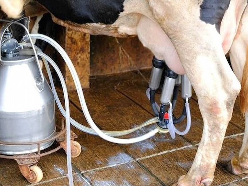 Доильный аппарат для коров