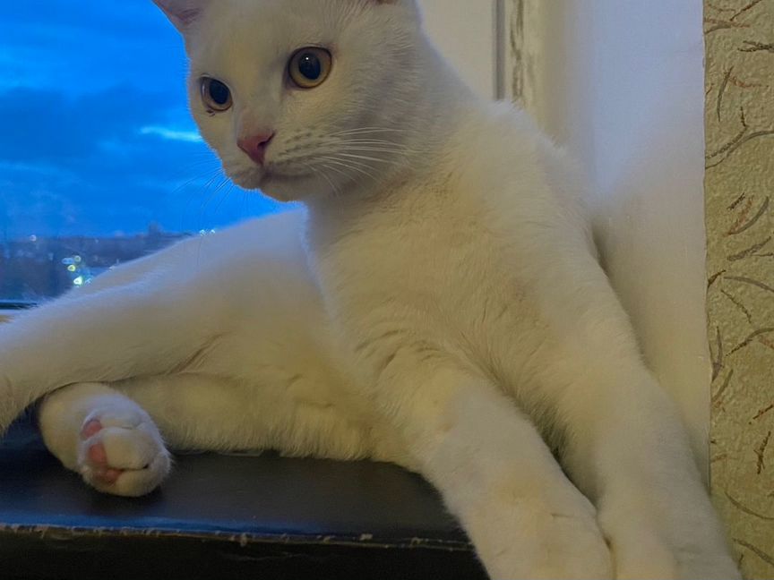 Кошка белоснежная
