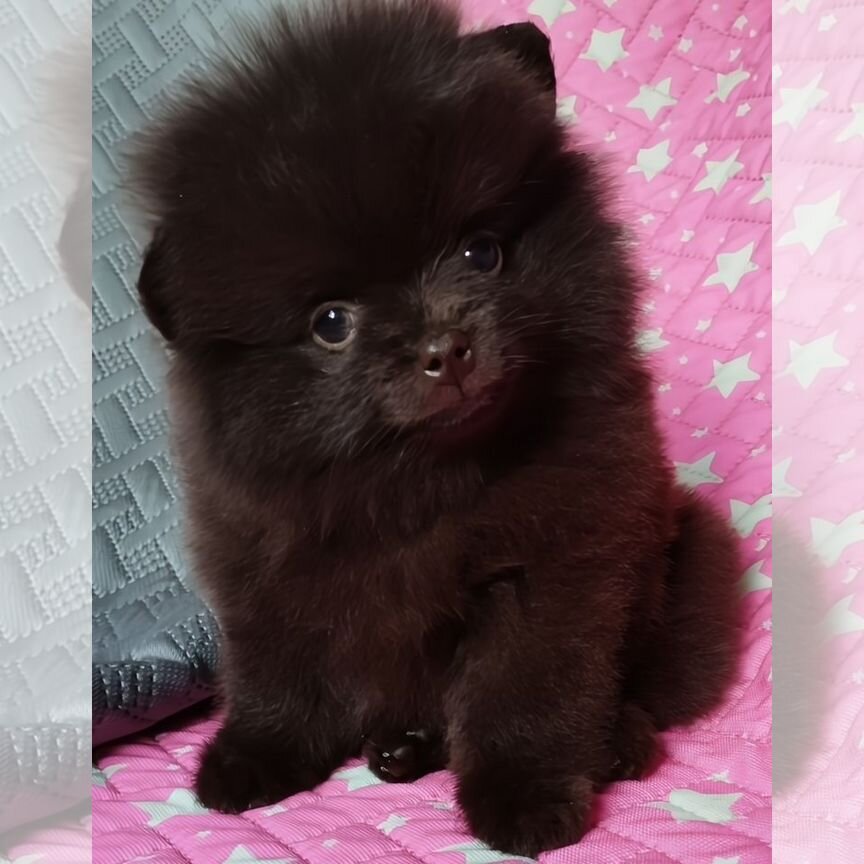 Немецкий шпиц, щенок