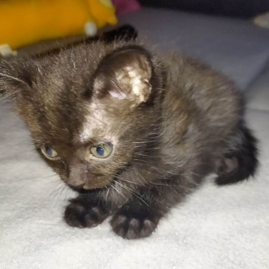 Кошечка