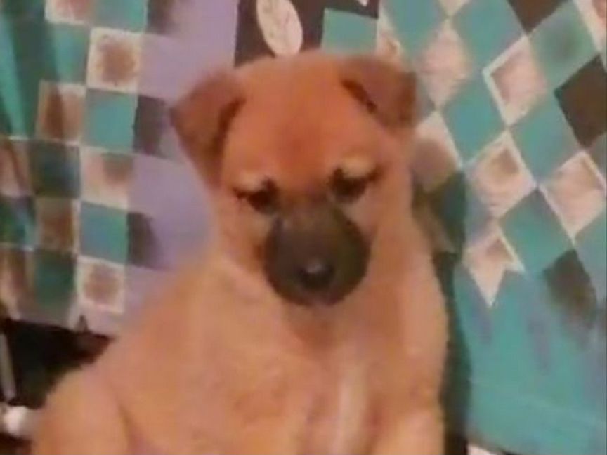 Щенок, ответственным людям