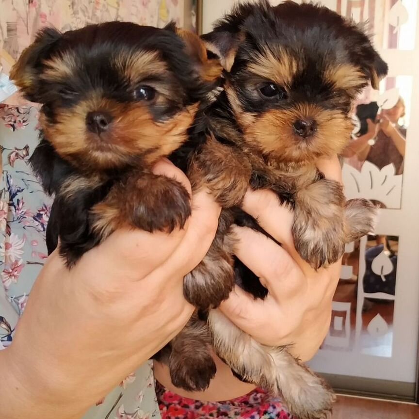 Йоркширский терьер, щенок