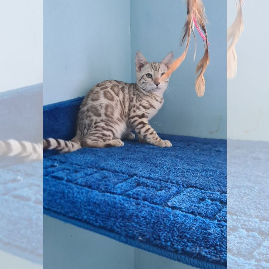 Снежная бенгалка