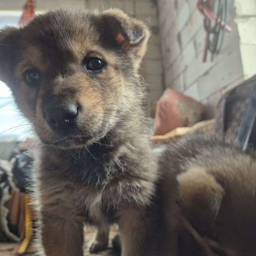 Отдам в добрые руки щенят